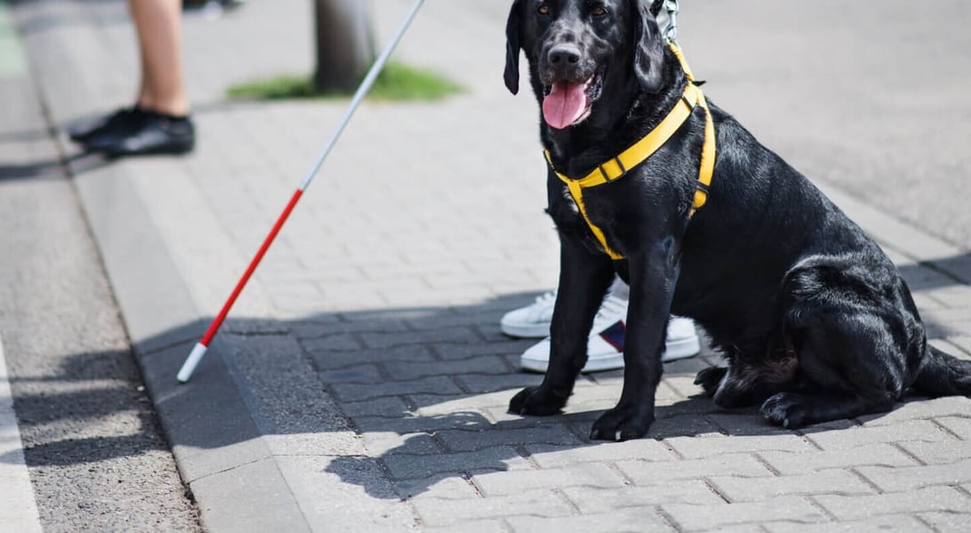 National Carnation Day (January 29th) | Days Of The Year
