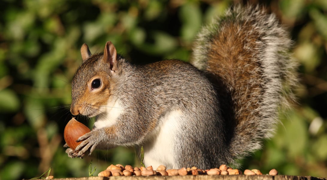 National Holidays on January 21st, 2026 | Days Of The Year