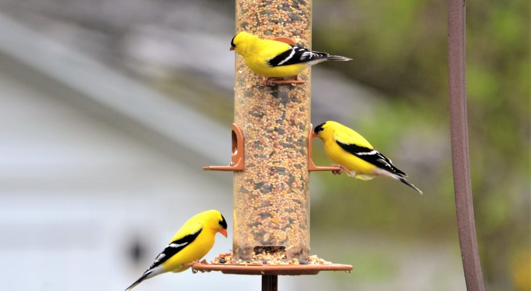 National Hummingbird Day (September 6th, 2025) | Days Of The Year