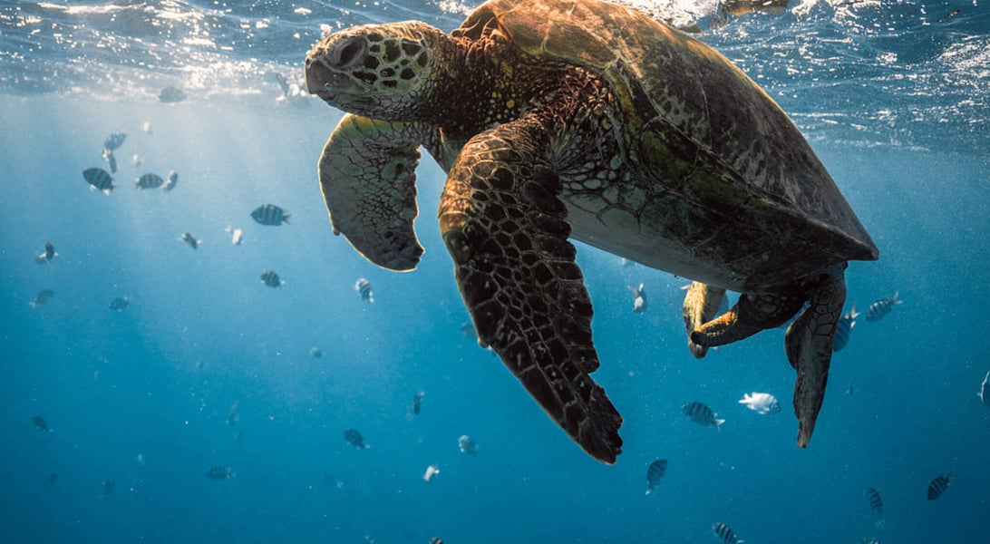 National Marine Week (Jul 26th to Aug 10th) | Days Of The Year