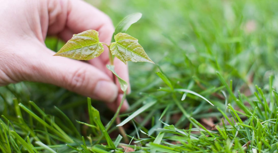 National Garden Week (Jun 7th to Jun 13th) | Days Of The Year
