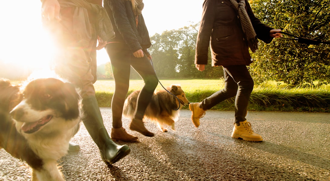 Walk Your Dog Week (Oct 1st to Oct 7th) | Days Of The Year