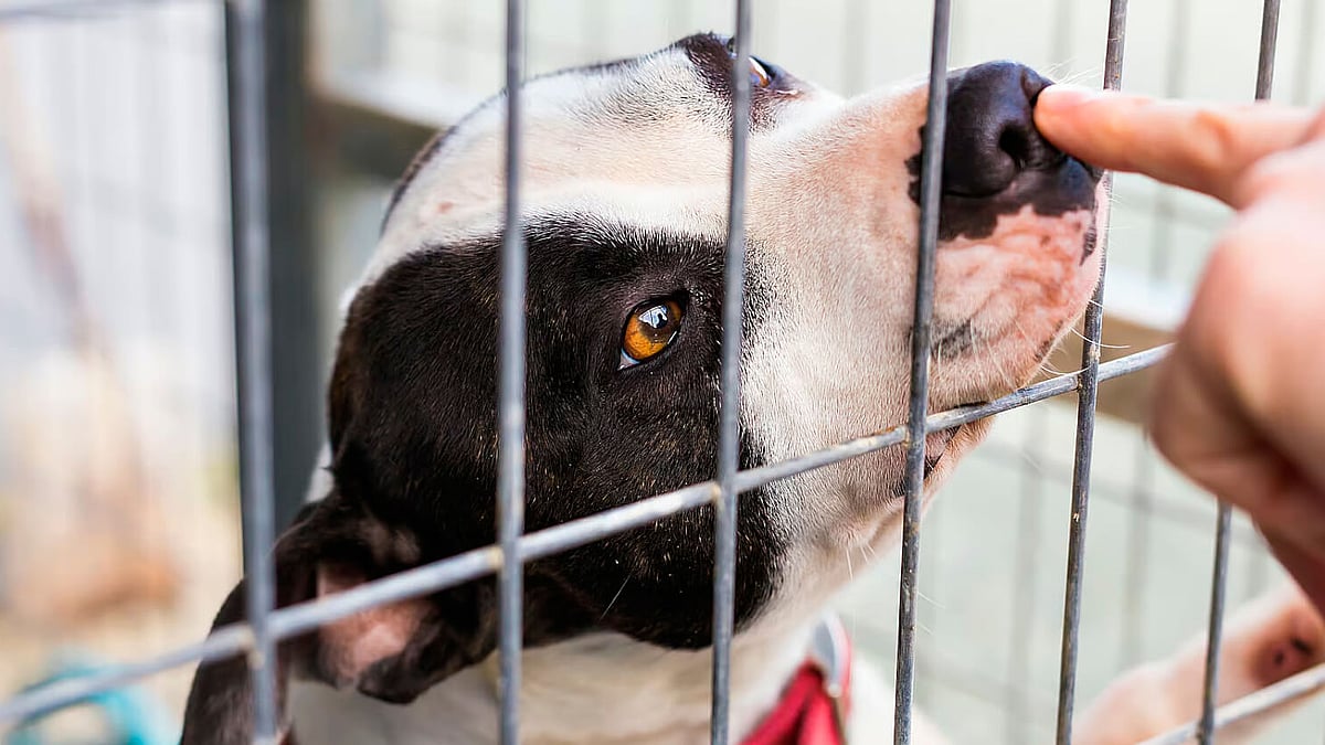 Adopt a Shelter Dog Month (October 2026) | Days Of The Year