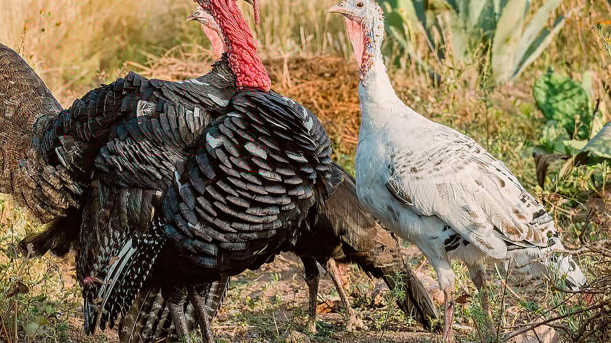 Adopt a Turkey Month (November 2025) | Days Of The Year