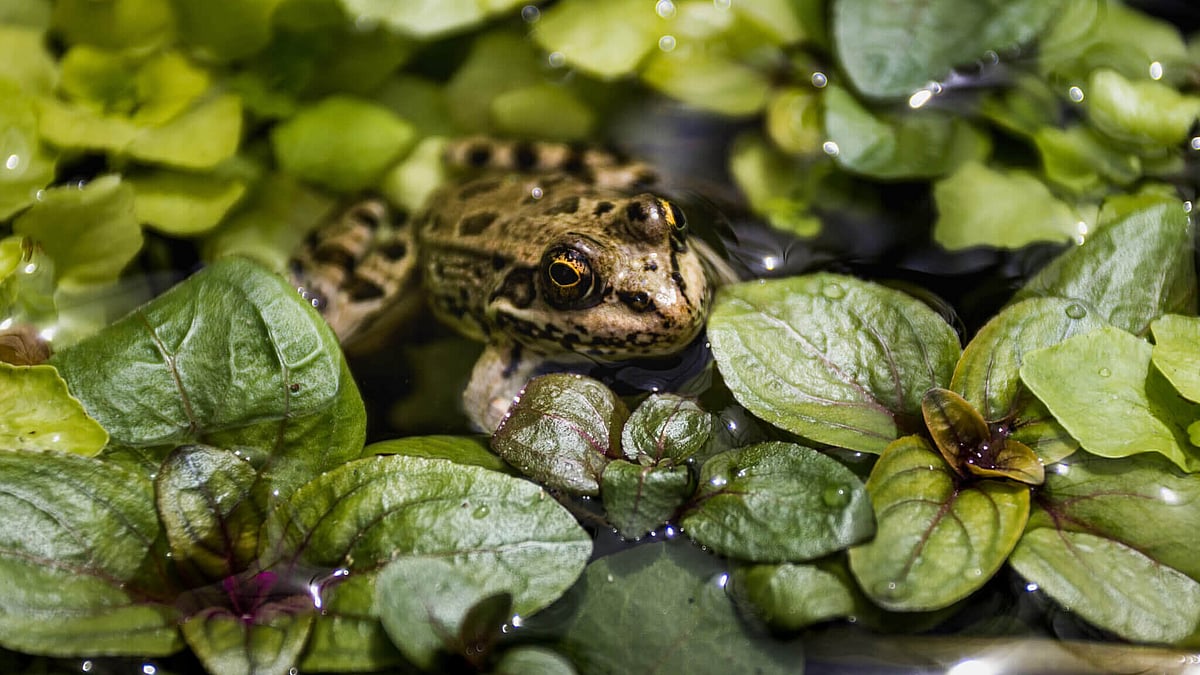American Frog Day (March 20th) | Days Of The Year