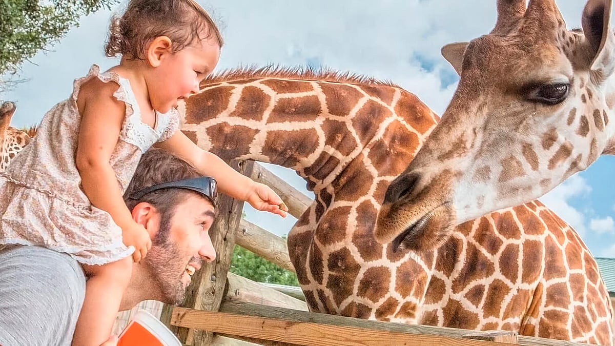 American Zoo Day (July 1st) | Days Of The Year