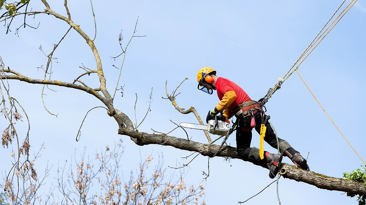 Arborist Appreciation Day (June 16th) | Days Of The Year