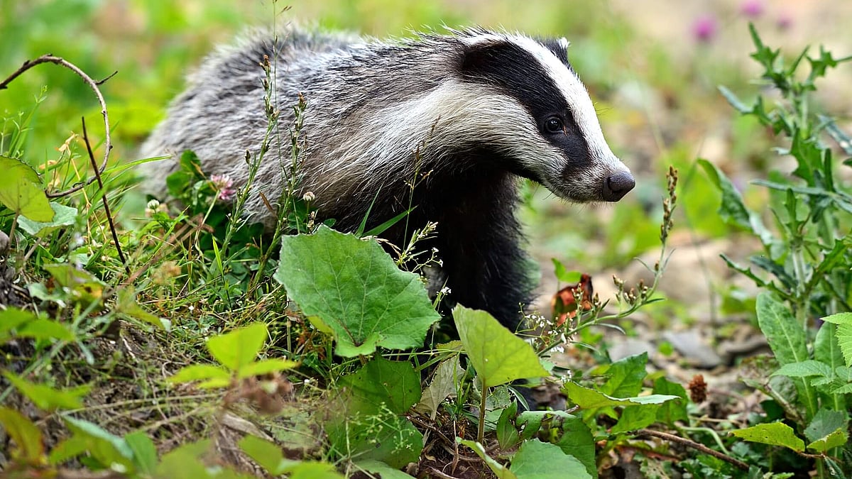 National Badger Day (October 6th) | Days Of The Year