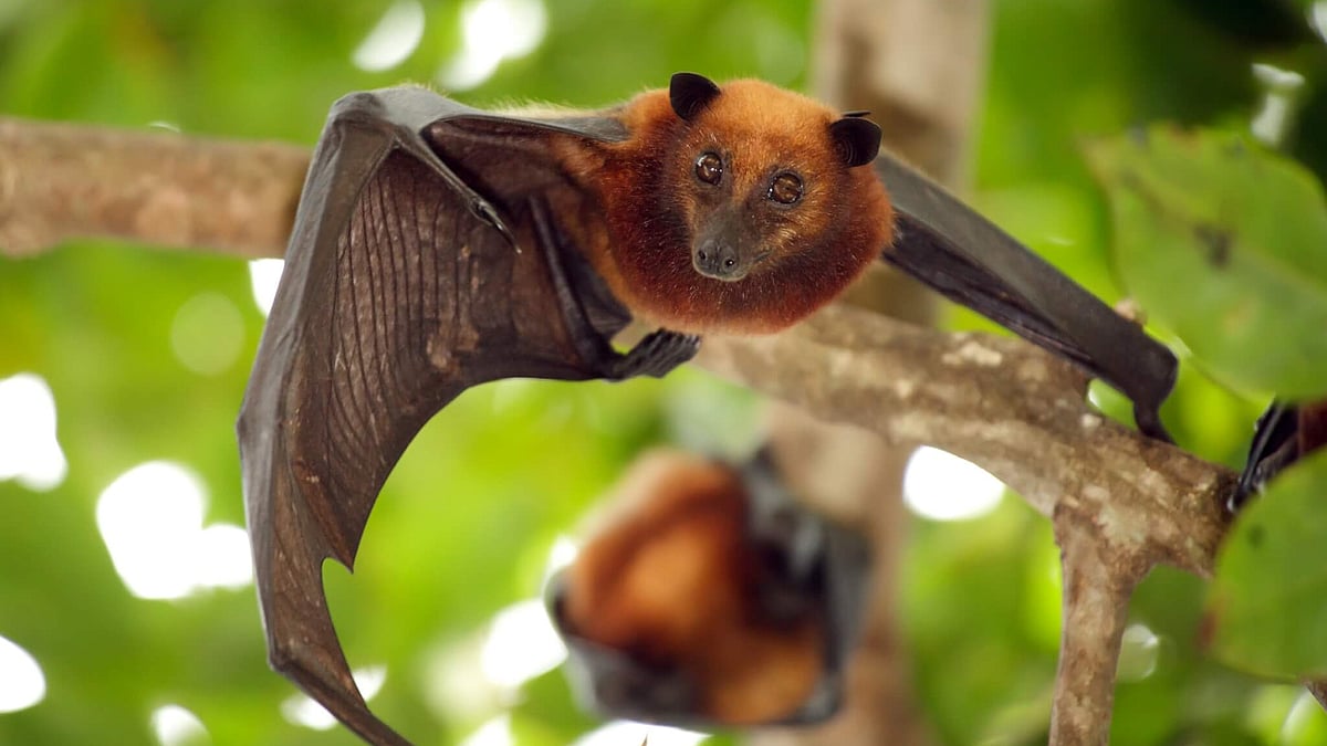 International Bat Appreciation Day (April 17th) | Days Of The Year