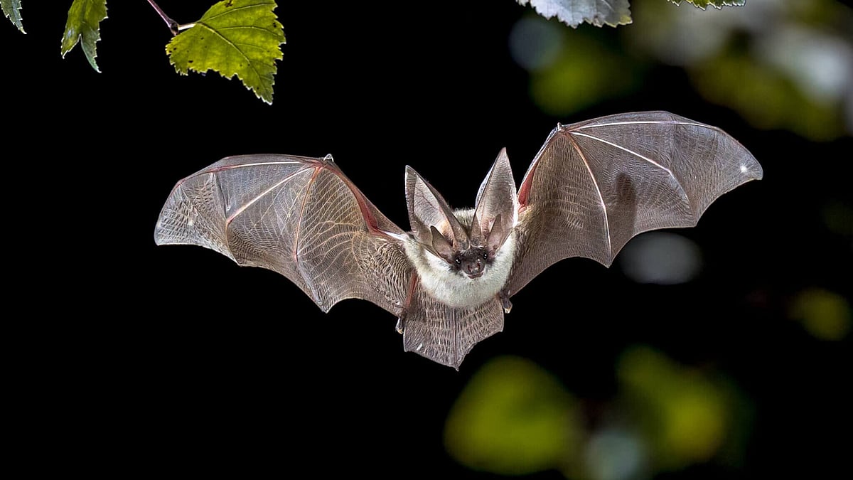 Bat Appreciation Month (October 2025) | Days Of The Year