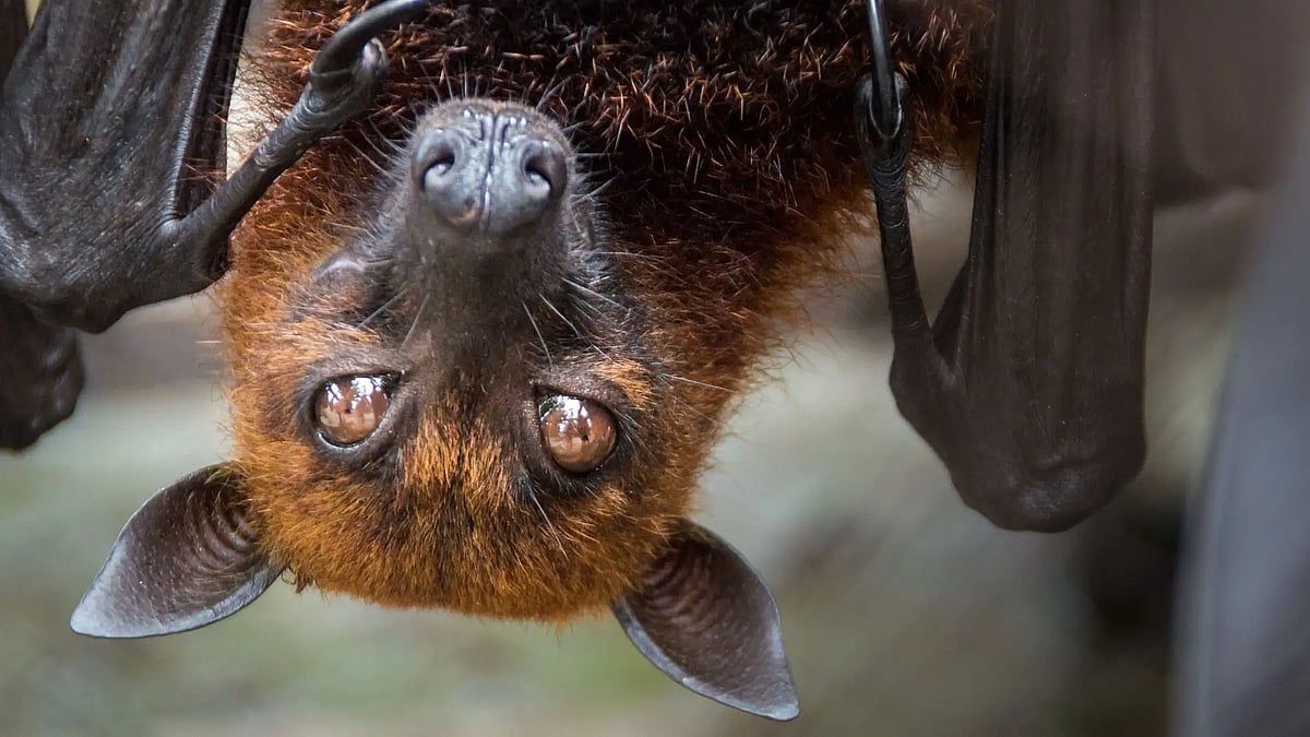 Bat Appreciation Week (Oct 24th to Oct 31st) | Days Of The Year