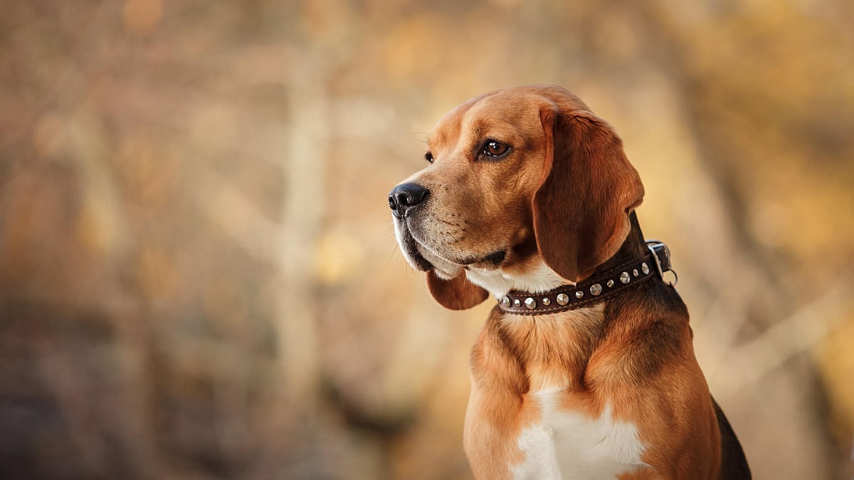 National Beagle Day (April 22nd) | Days Of The Year
