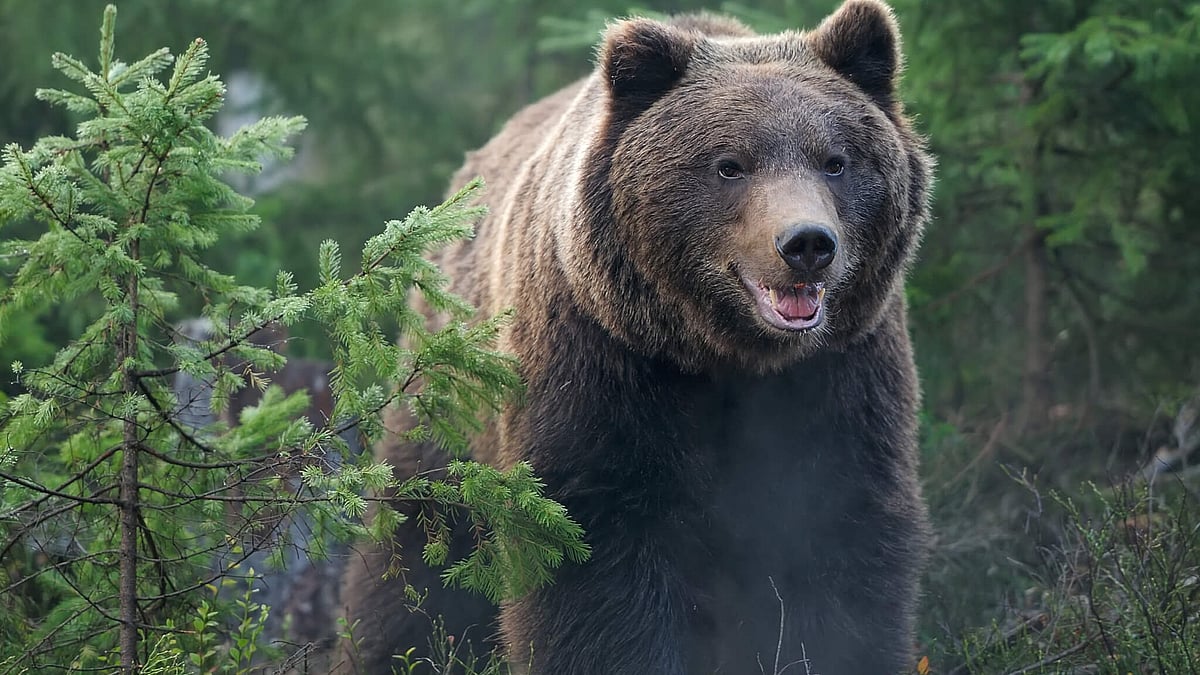 World Bear Day (March 23rd) | Days Of The Year