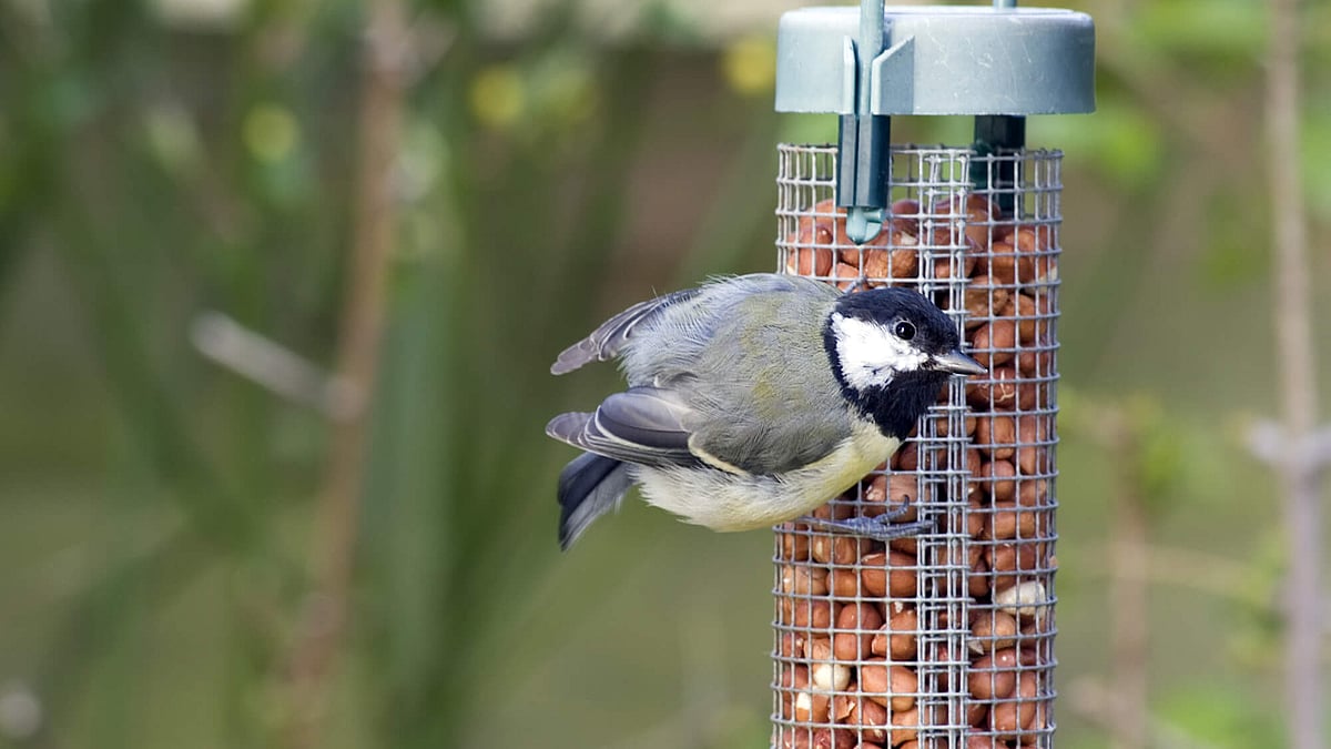 National Bird Feeding Month (February 2026) | Days Of The Year