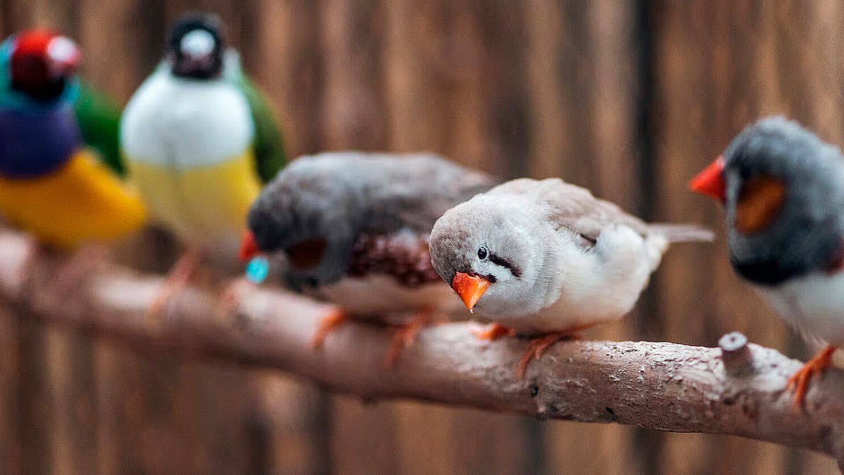 Bird Health Awareness Week (Feb 22nd to Feb 28th) | Days Of The Year
