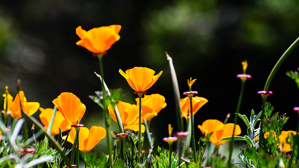 California Poppy Day (April 6th) | Days Of The Year
