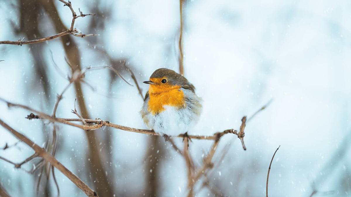 Christmas Bird Count Week (Dec 14th to Jan 5th) | Days Of The Year