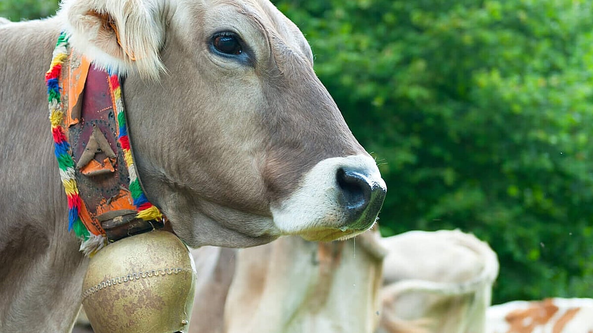 Cow’s Ball (September 21st, 2025) | Days Of The Year