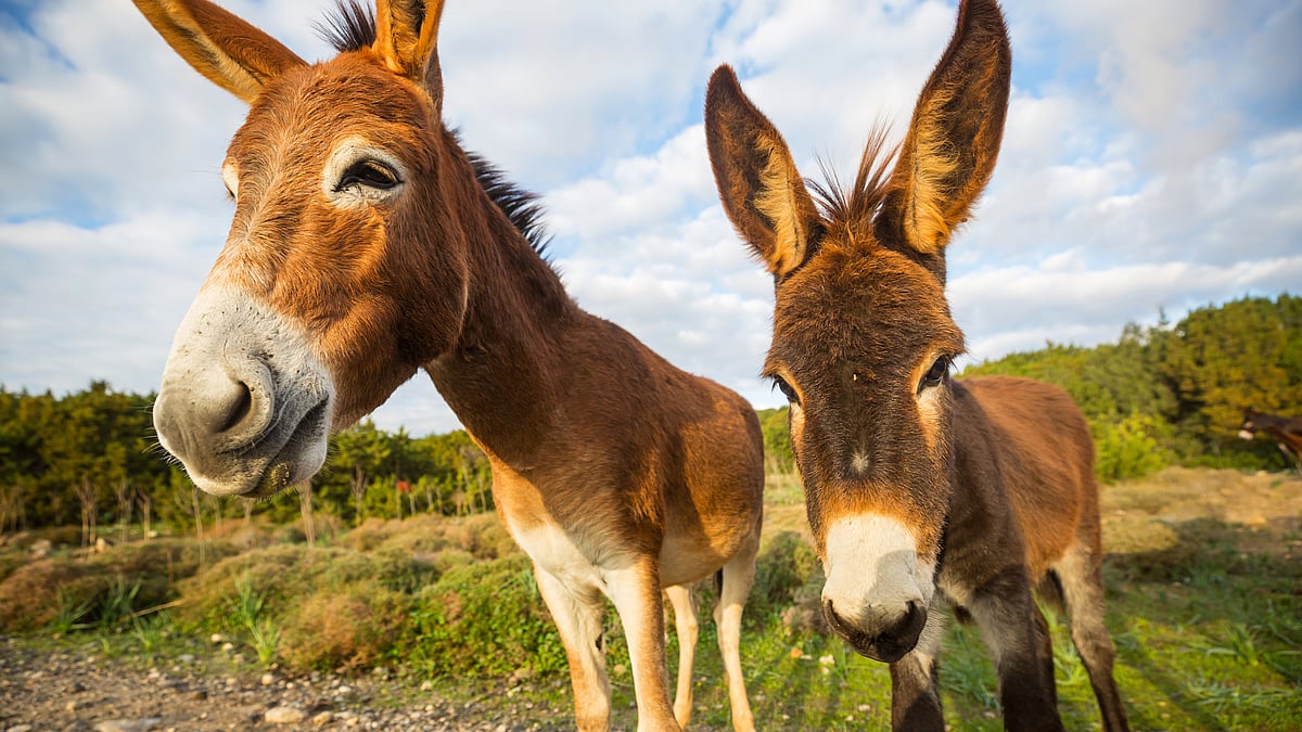 Donkey Week (May 6th to May 13th) | Days Of The Year