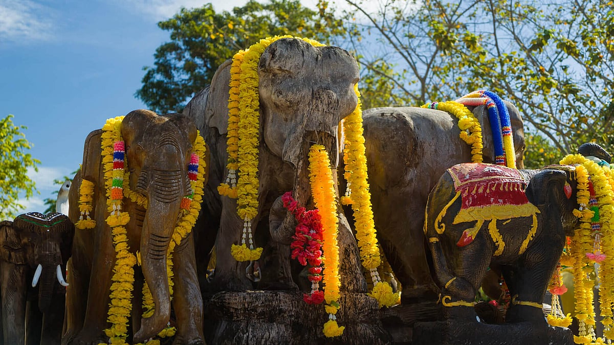 Elephant Round-Up in Surin (Nov 21st to Nov 23rd) | Days Of The Year