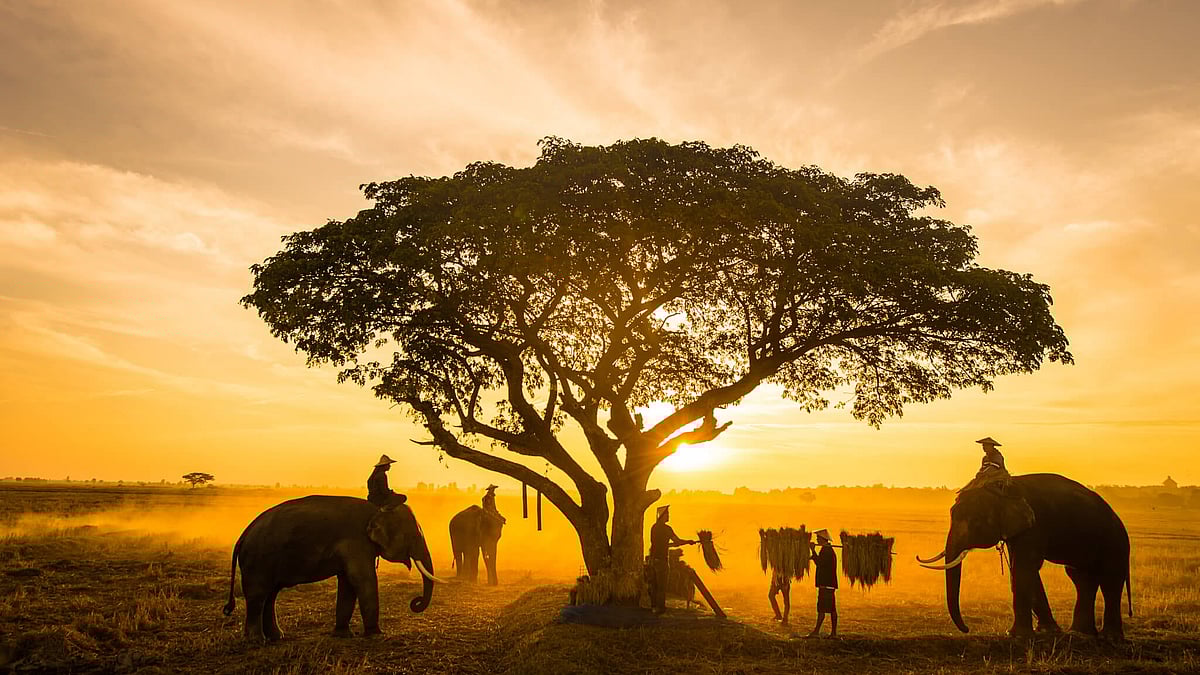 World Animal Week (Oct 1st to Oct 7th) | Days Of The Year