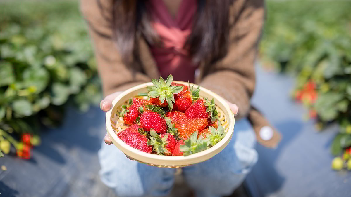 Fabulous Florida Strawberry Month (February 2026) | Days Of The Year