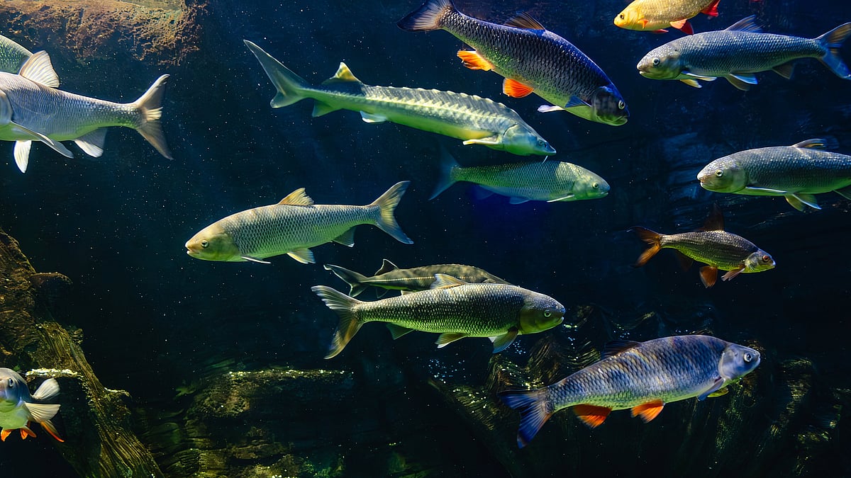 Fish Amnesty Day (September 27th) | Days Of The Year