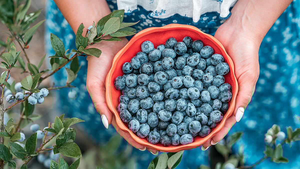 Georgia Blueberry Month (June 2026) | Days Of The Year