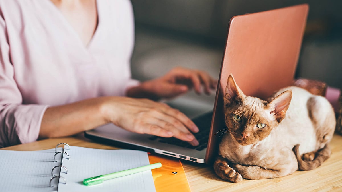 National Take Your Cat to Work Day (June 22nd, 2026) | Days Of The Year