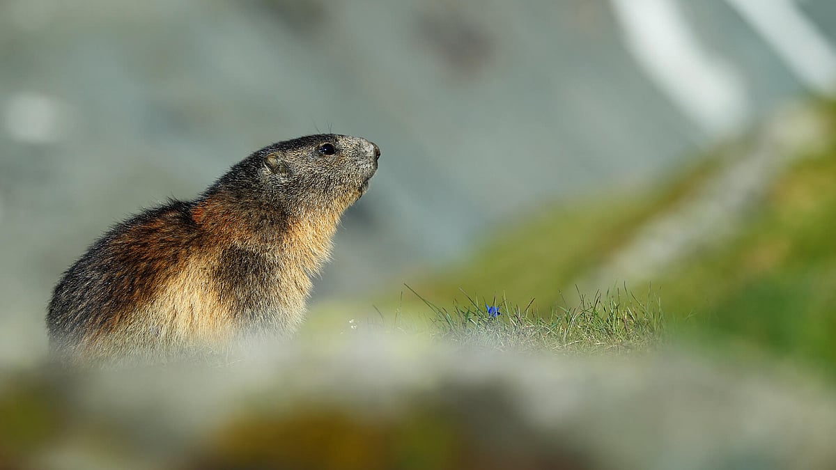 Groundhog Day (February 2nd) | Days Of The Year