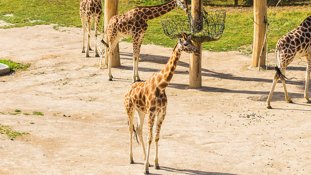 National Zoo and Aquarium Month (June 2026) | Days Of The Year