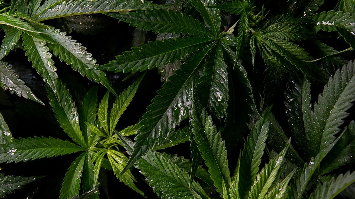 420 (April 20th) | Days Of The Year