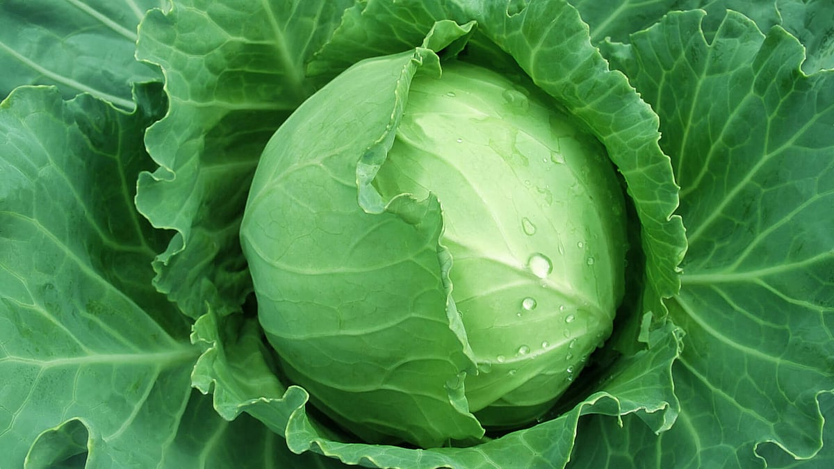 National Cabbage Day (February 17th) | Days Of The Year
