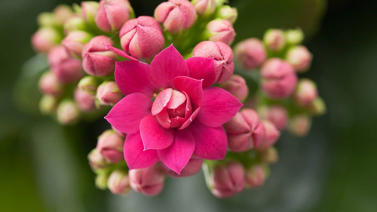 National Houseplant Appreciation Day (January 10th) | Days Of The Year