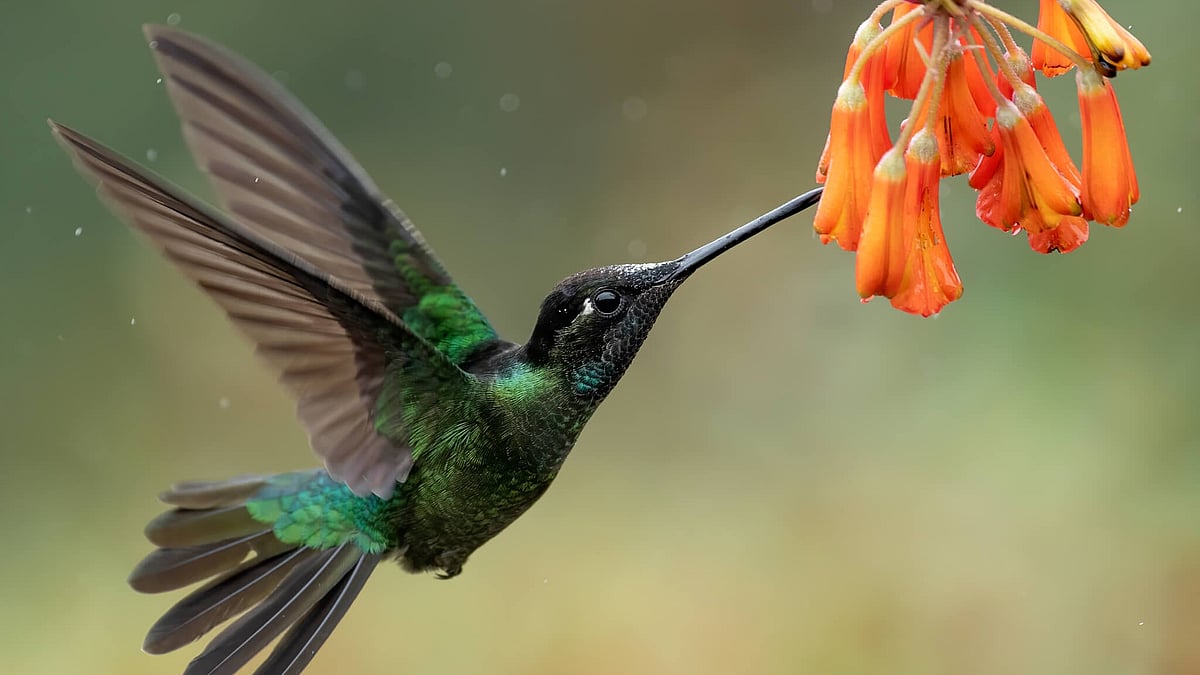 National Hummingbird Day (September 5th, 2026) | Days Of The Year