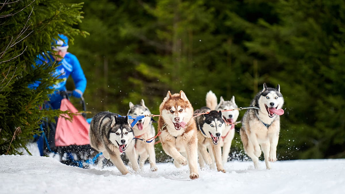 Iditarod Trail Sled Dog Race (March 7th, 2026) | Days Of The Year