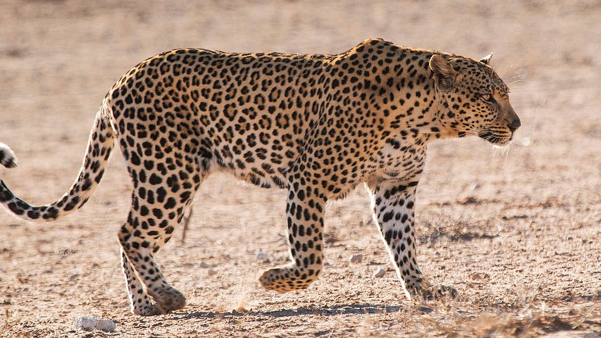International Day of the Arabian Leopard (February 10th) | Days Of The Year