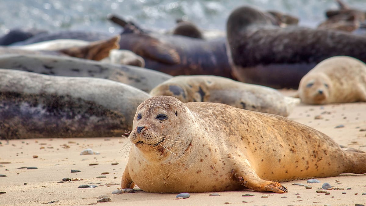 International Day of the Seal (March 22nd) | Days Of The Year