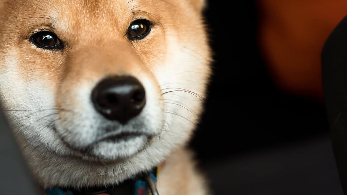 International Doge Day (November 2nd) | Days Of The Year