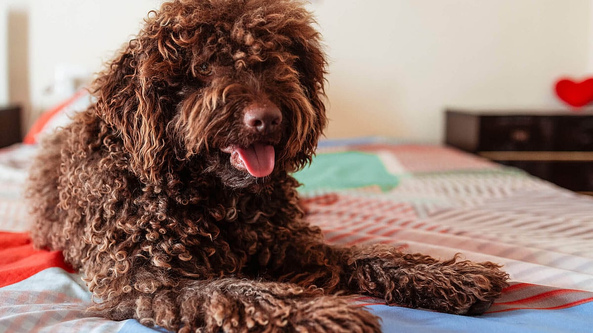 International Doodle Dog Day (May 1st) | Days Of The Year