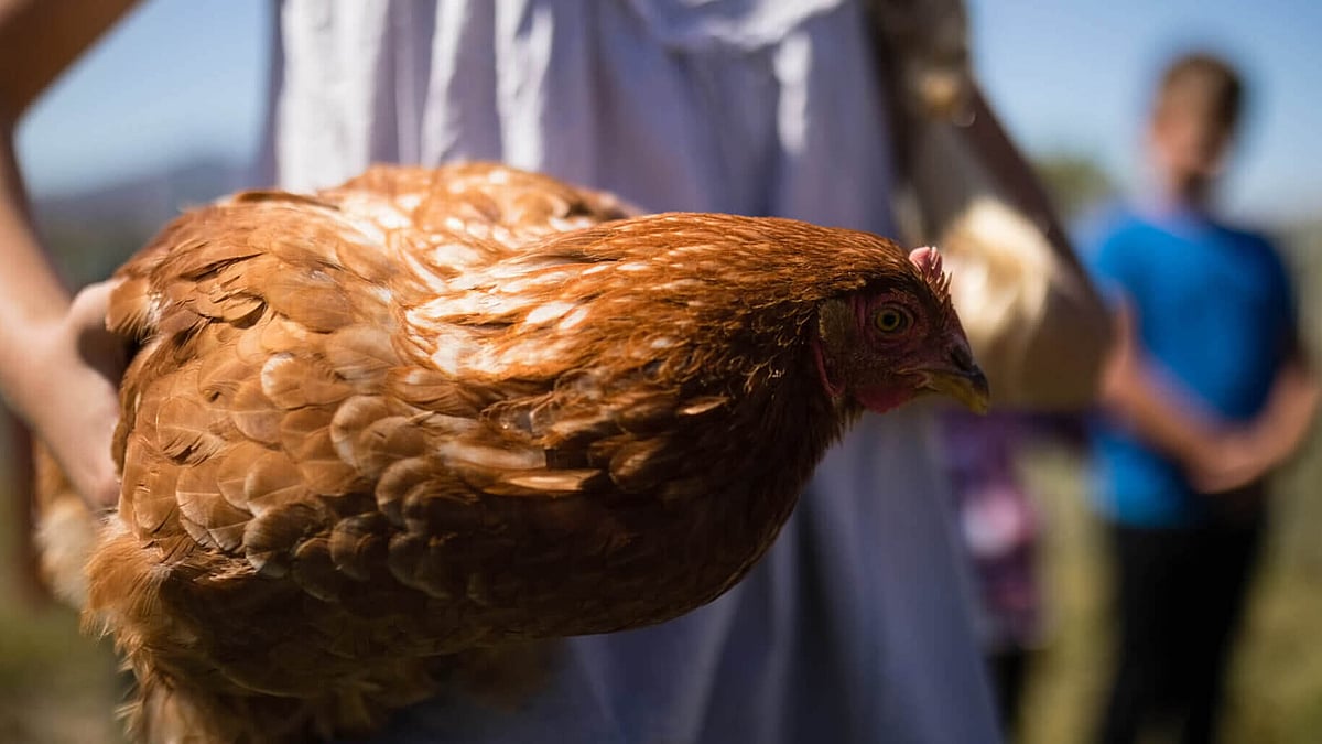 International Respect for Chickens Day (May 4th) | Days Of The Year