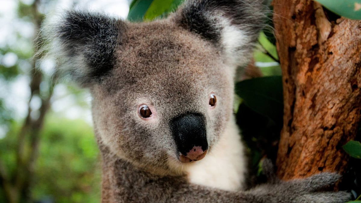 Save the Koala Day (September 25th, 2026) | Days Of The Year