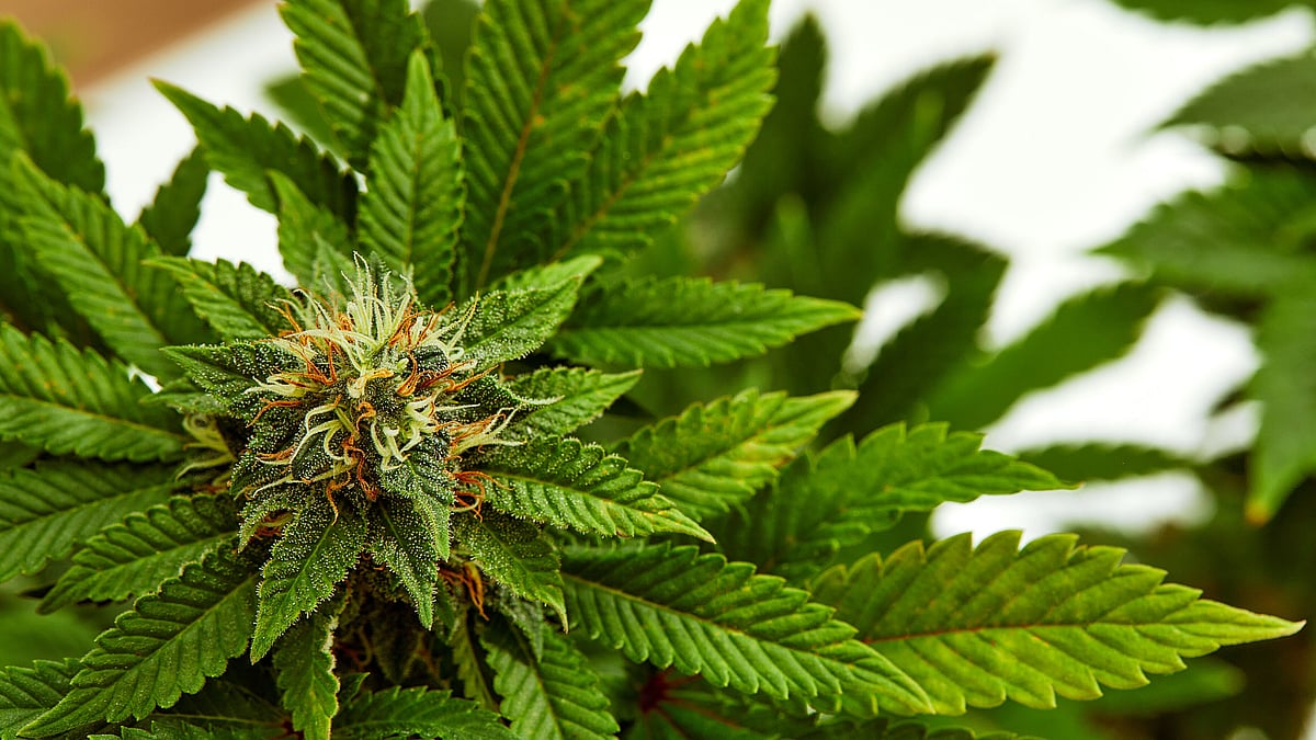 Marijuana Awareness Month (February 2026) | Days Of The Year