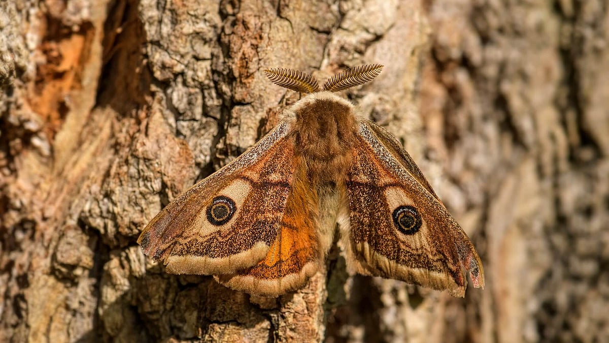 National Moth Week (Jul 18th to Jul 26th) | Days Of The Year