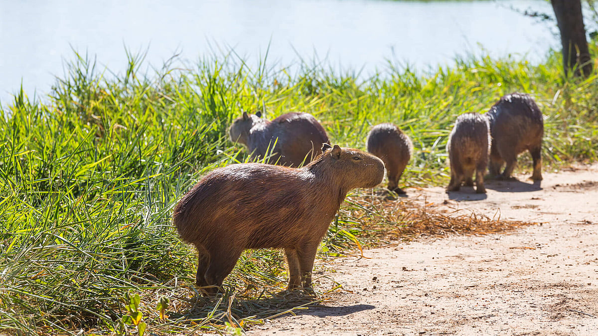 National Capybara Day (July 10th) | Days Of The Year