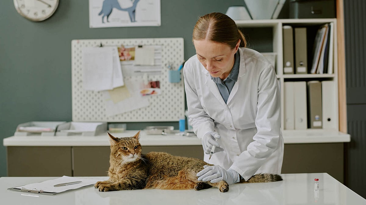 National Cat DNA Day (September 19th) | Days Of The Year