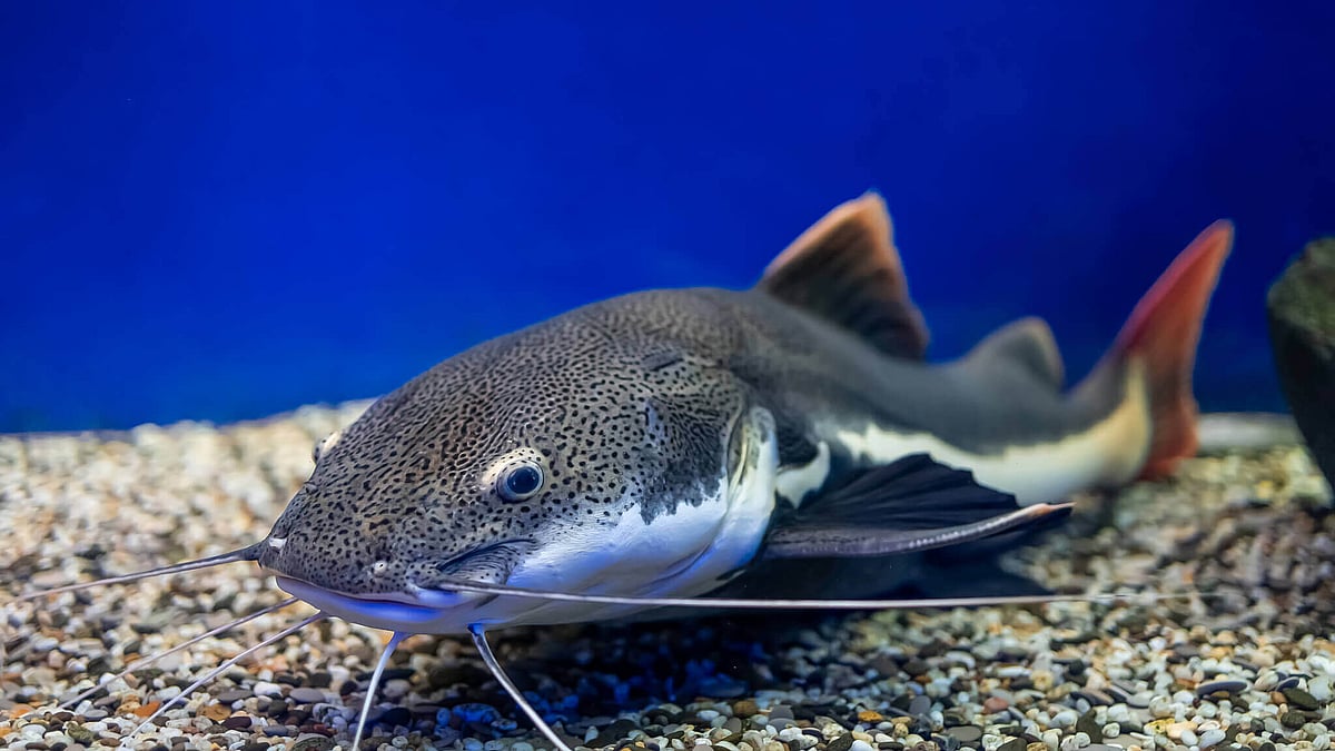National Catfish Month (August 2025) | Days Of The Year