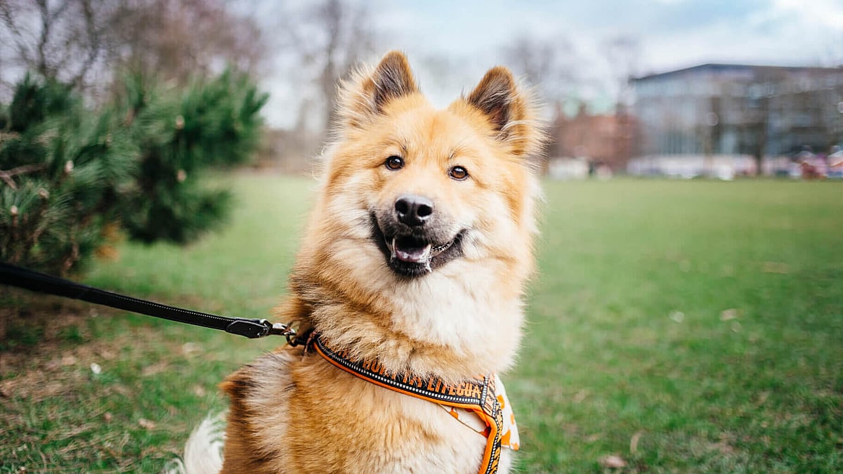 National Dog Month (August 2026) | Days Of The Year