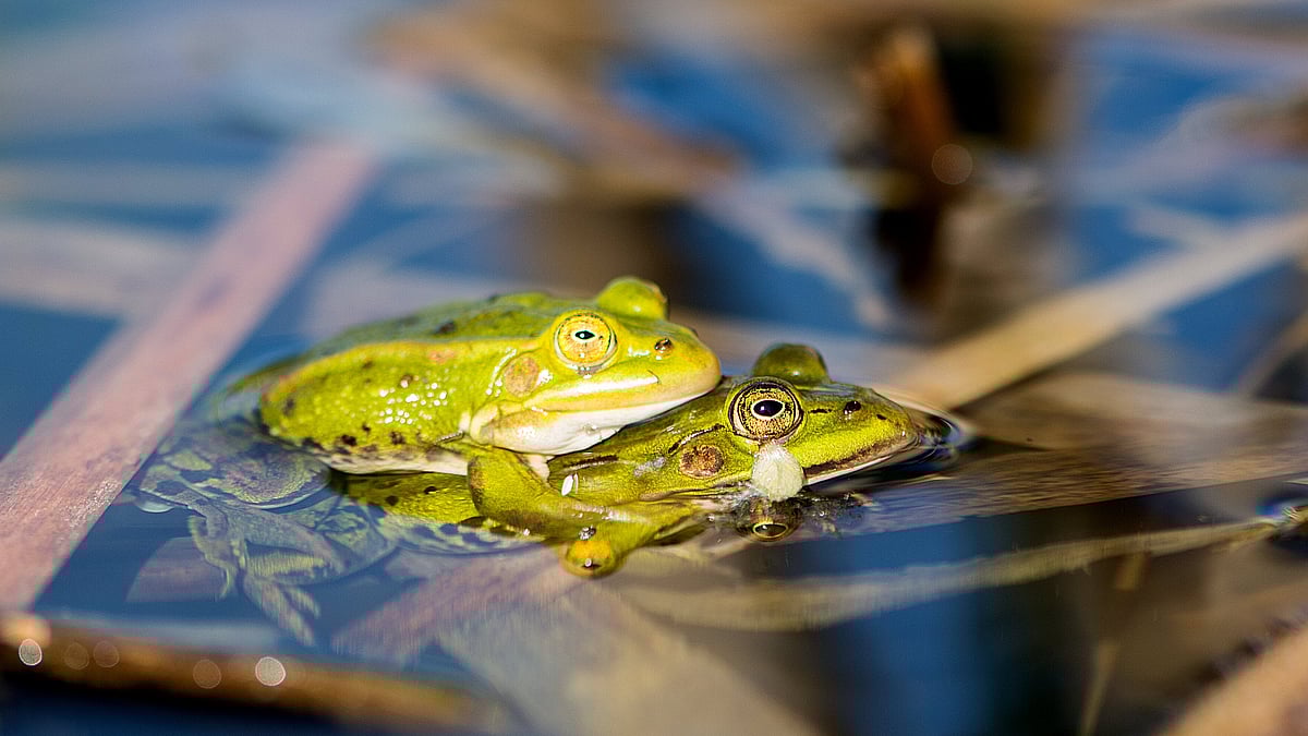 National Frog Month (April 2026) | Days Of The Year