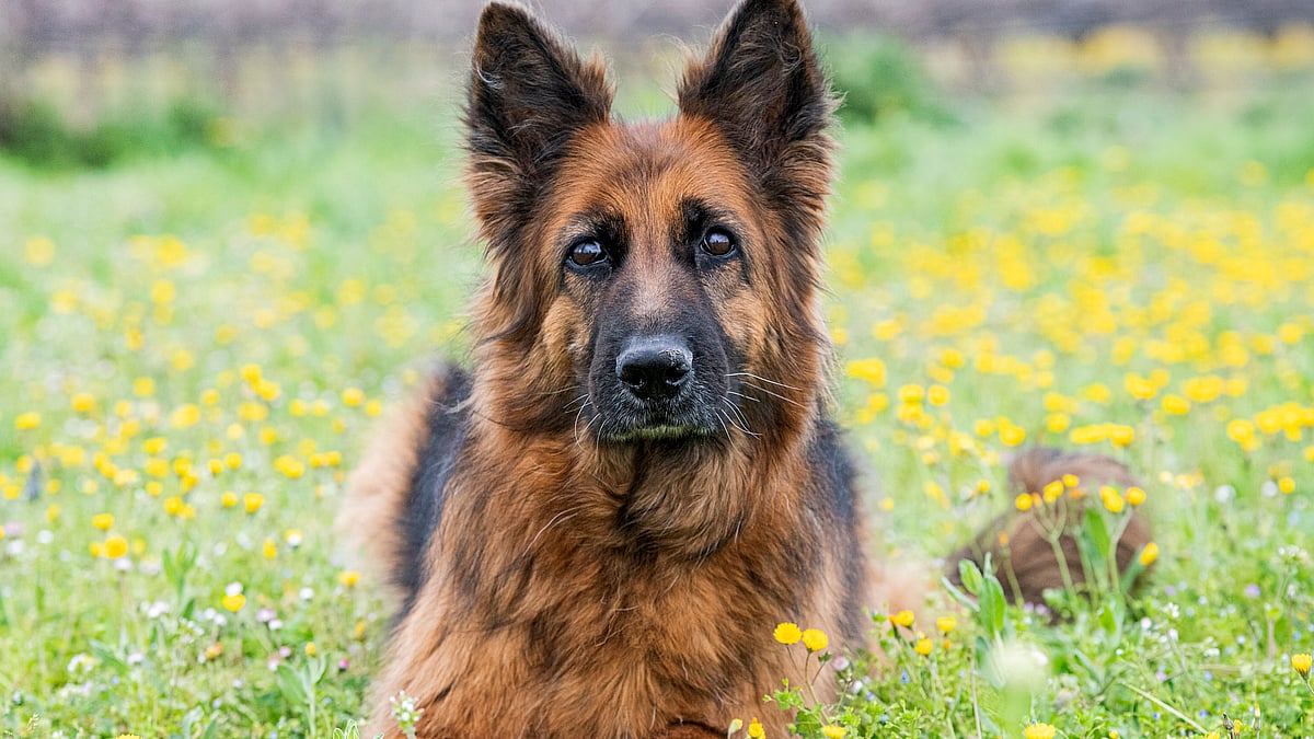 National German Shepherd Day (May 10th) | Days Of The Year